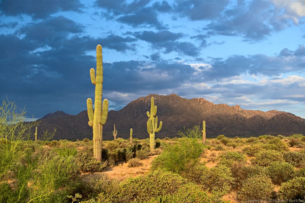 McDowell Mountain Regional Park Maricopa County Parks Recreation